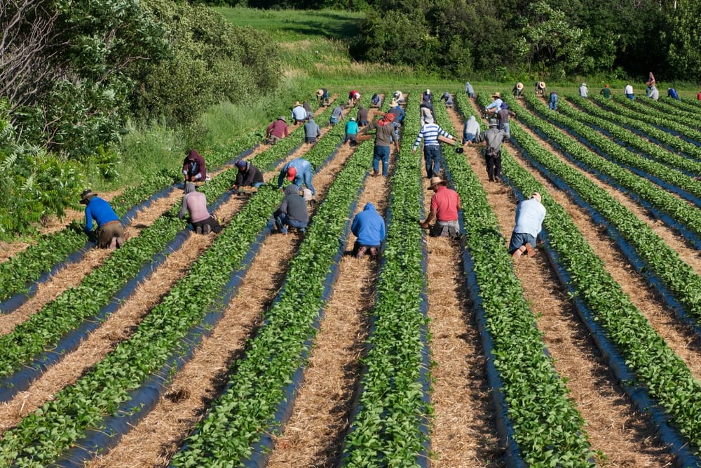 Lost in Translation: When Migrant Farm Workers Get Sick - The Hastings ...